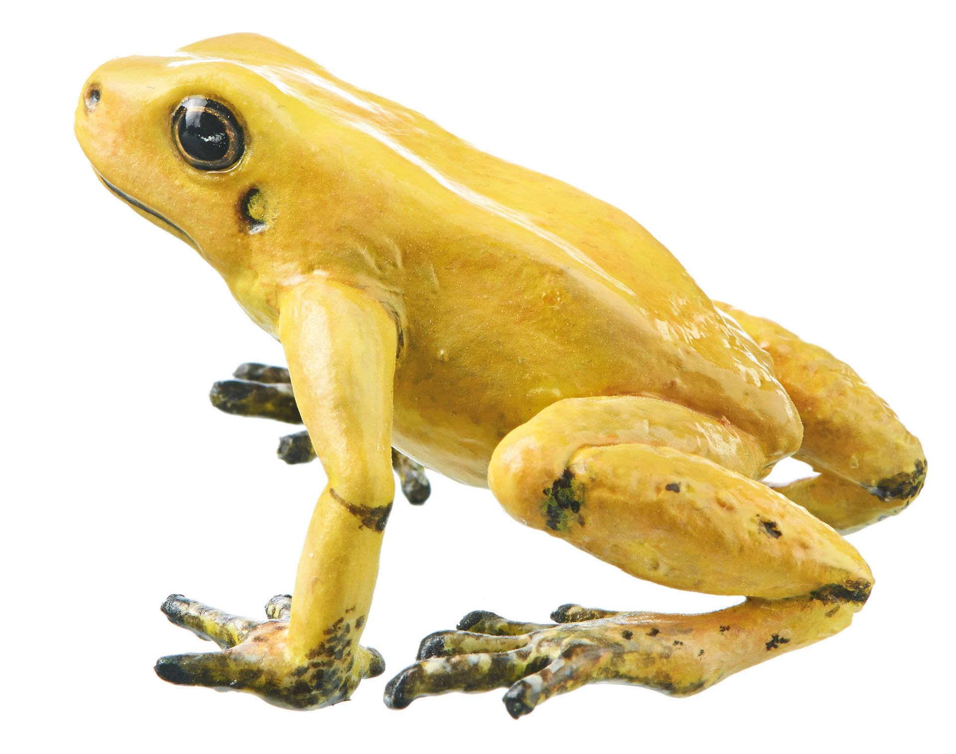 Golden Poison Frog "Quebrada Quangui" Yellow, Female - Adam,Rouilly
