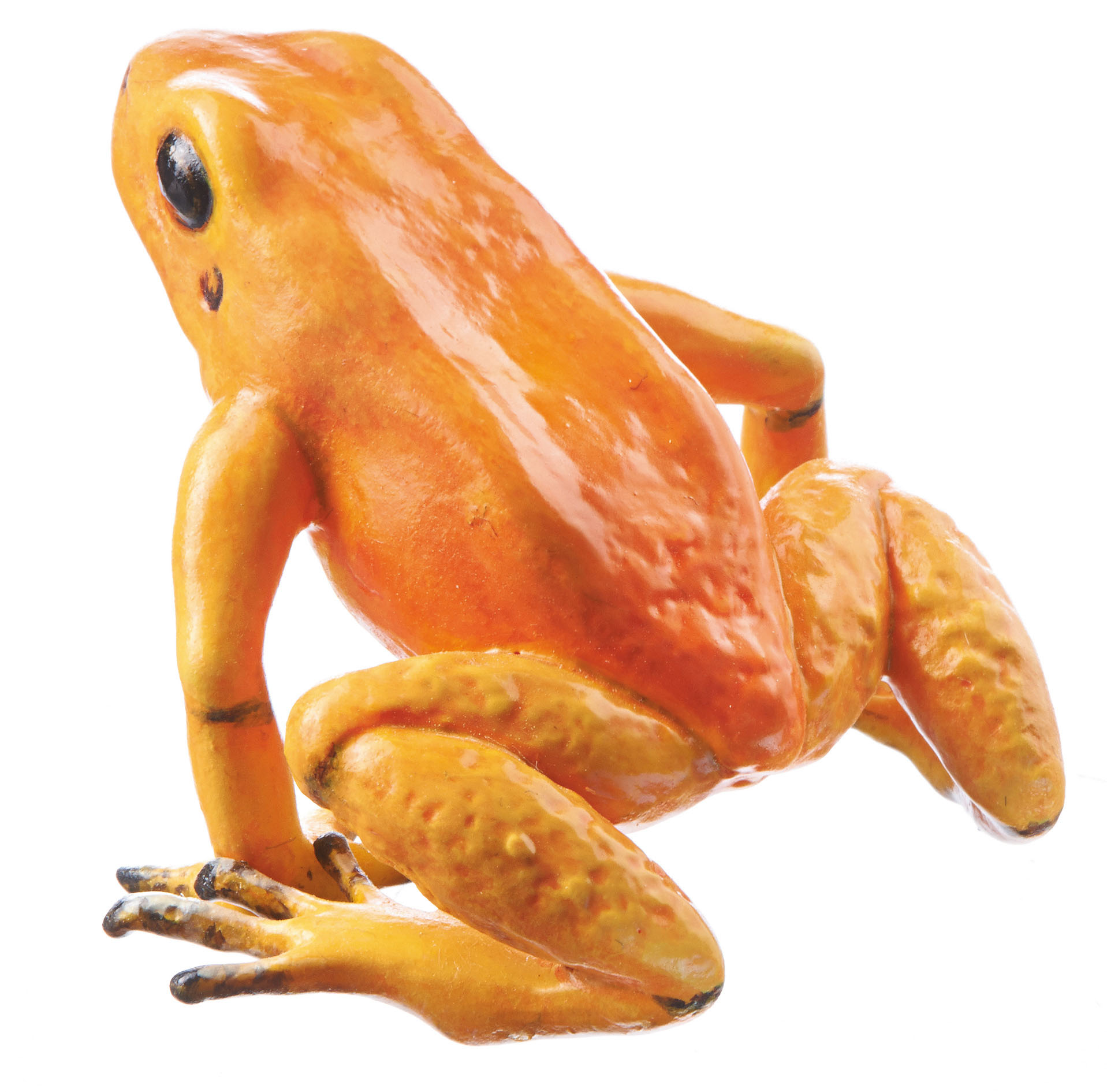 Amphibians | Adam,Rouilly