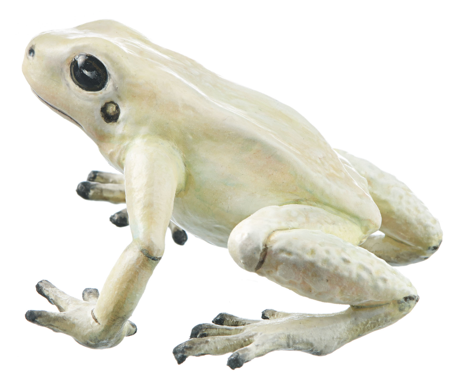Golden Poison Frog "La Brea" Cream-Coloured, Female | Adam,Rouilly
