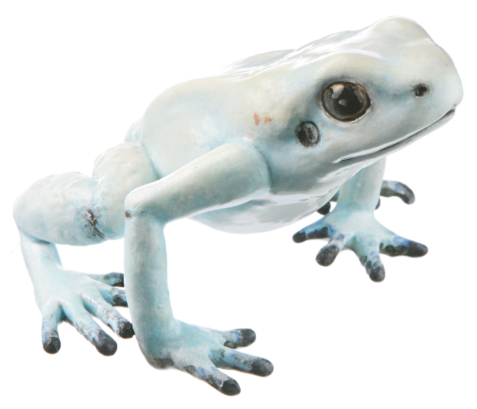 Golden Poison Frog "La Brea" Cream-Coloured With a Hint of Turquoise ...