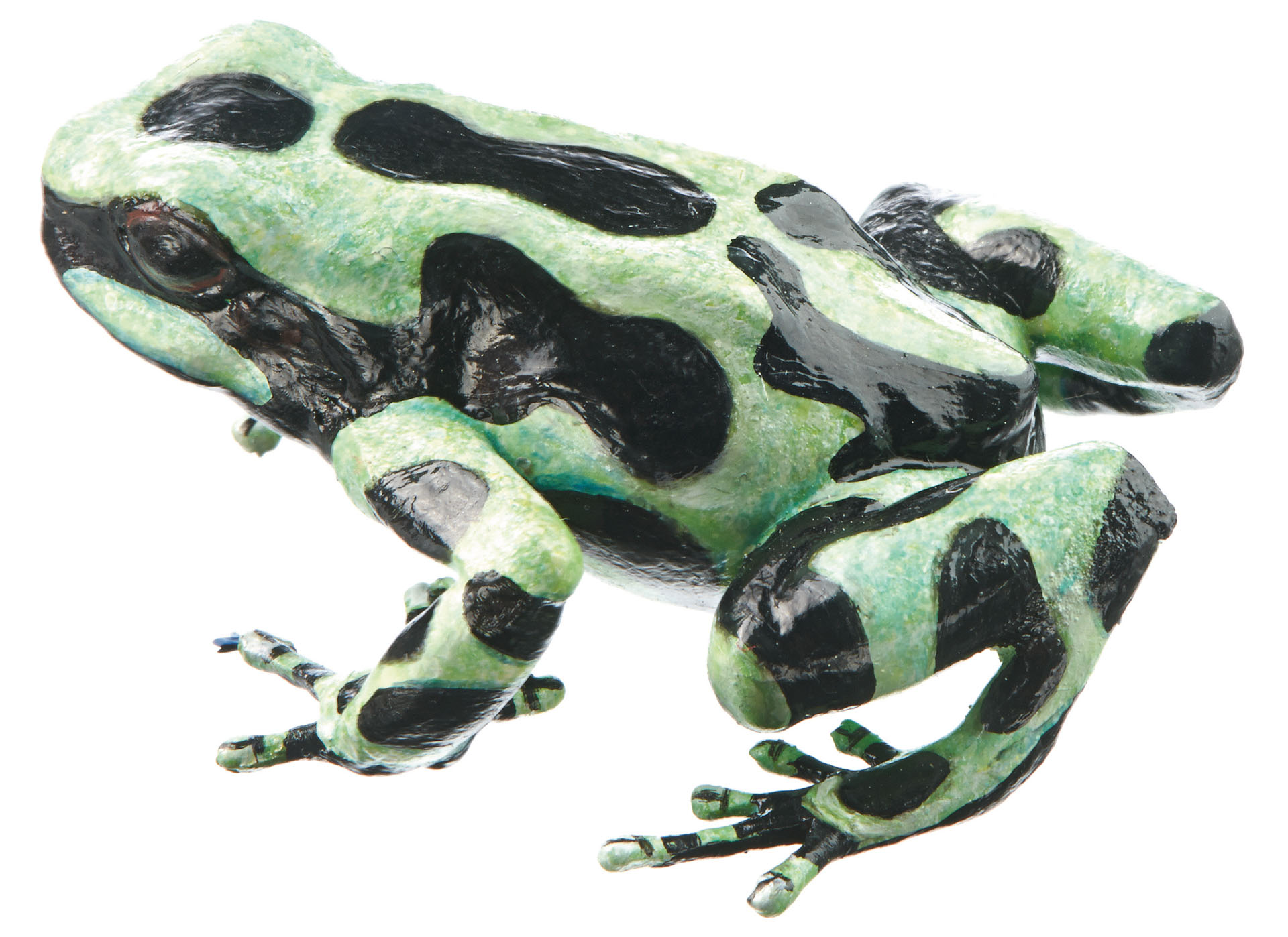 Green Poison Dart Frogs Green And Black Poison Dart Frog "Colón"