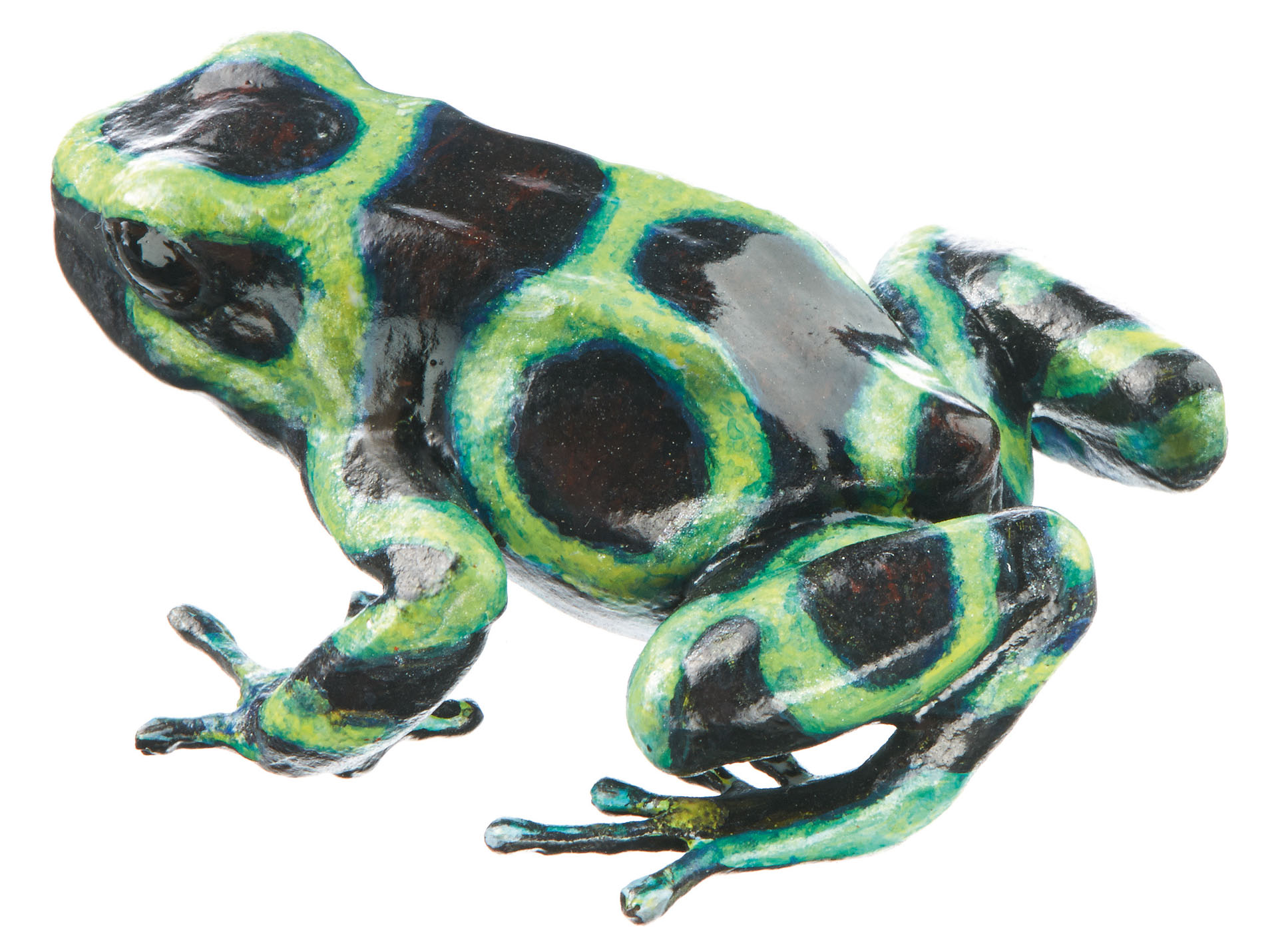 Poison Dart Frog Colors