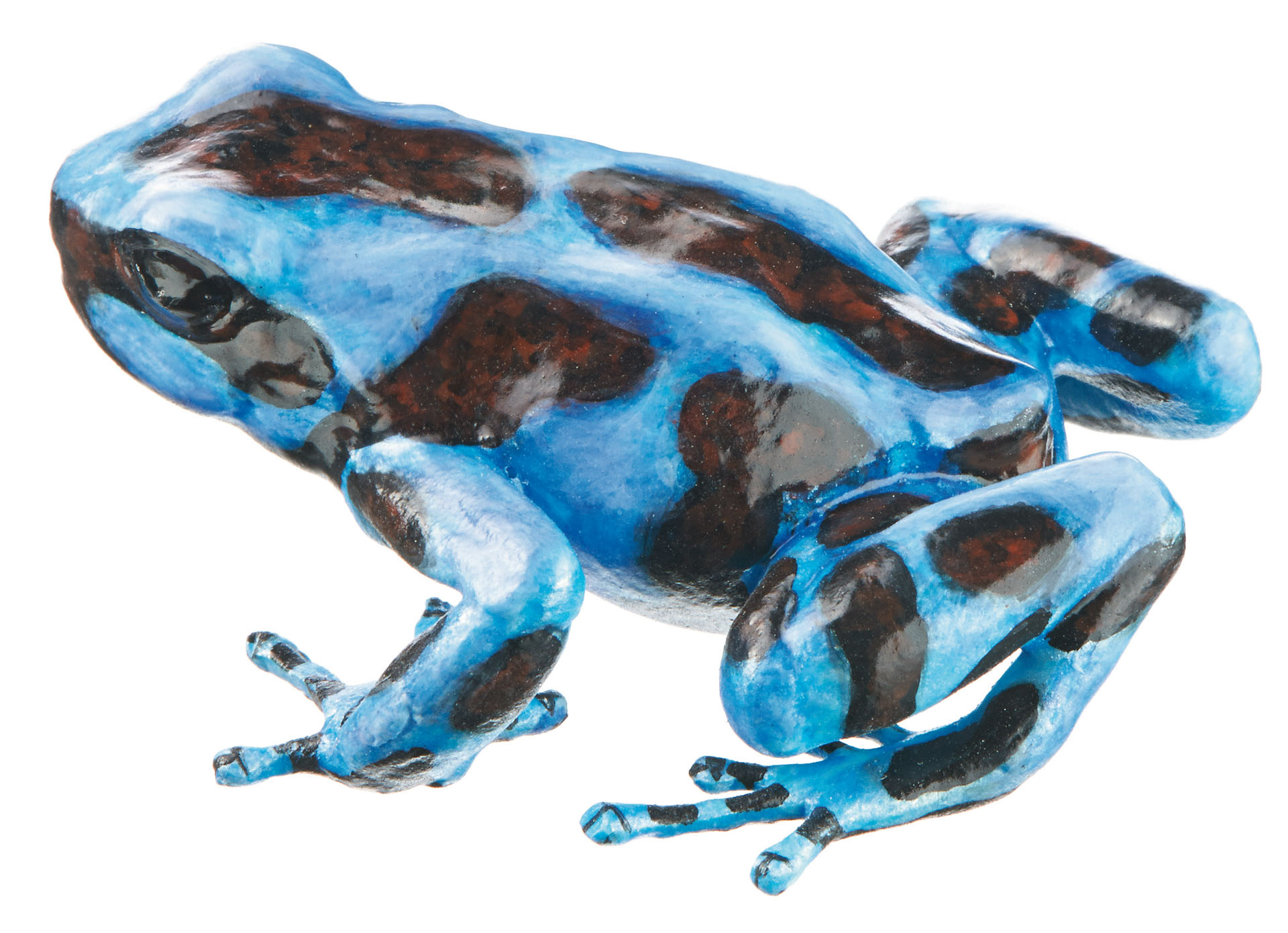 Purple Poison Dart Frog