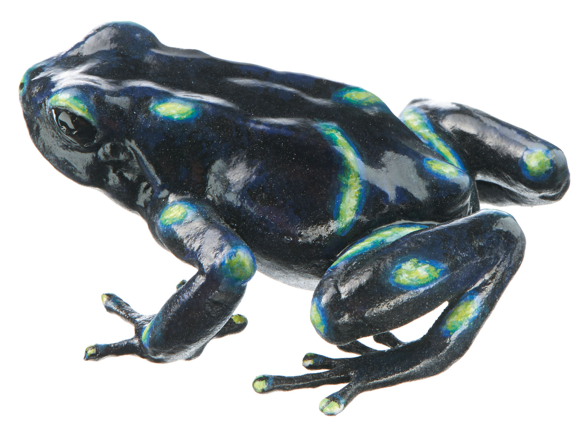 Green and Black Poison Dart Frog "Colón" Black With Individual Green ...