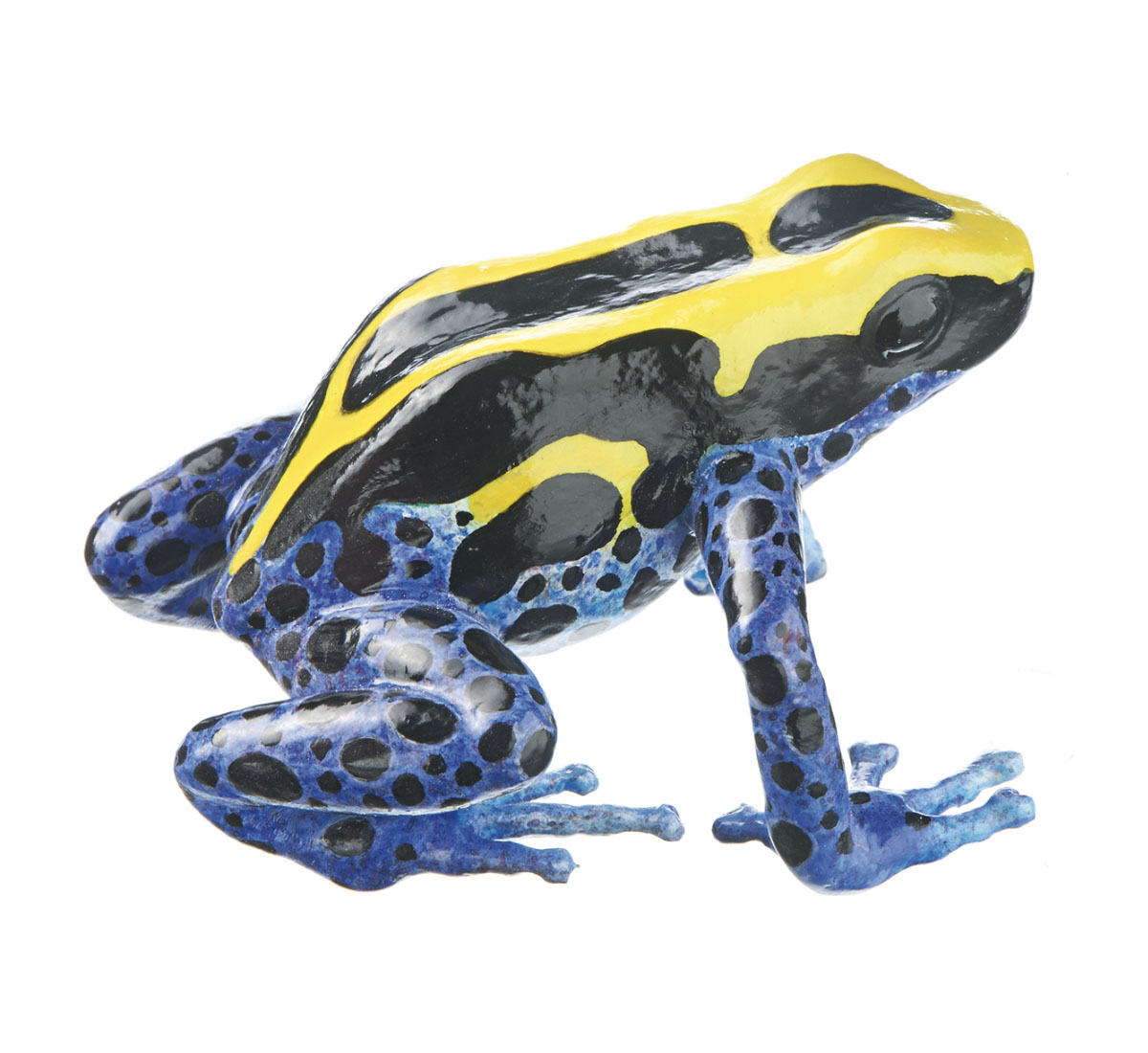 Dyeing Poison Dart Frog "Nominotypical Morph" Black, Yellow and Blue ...
