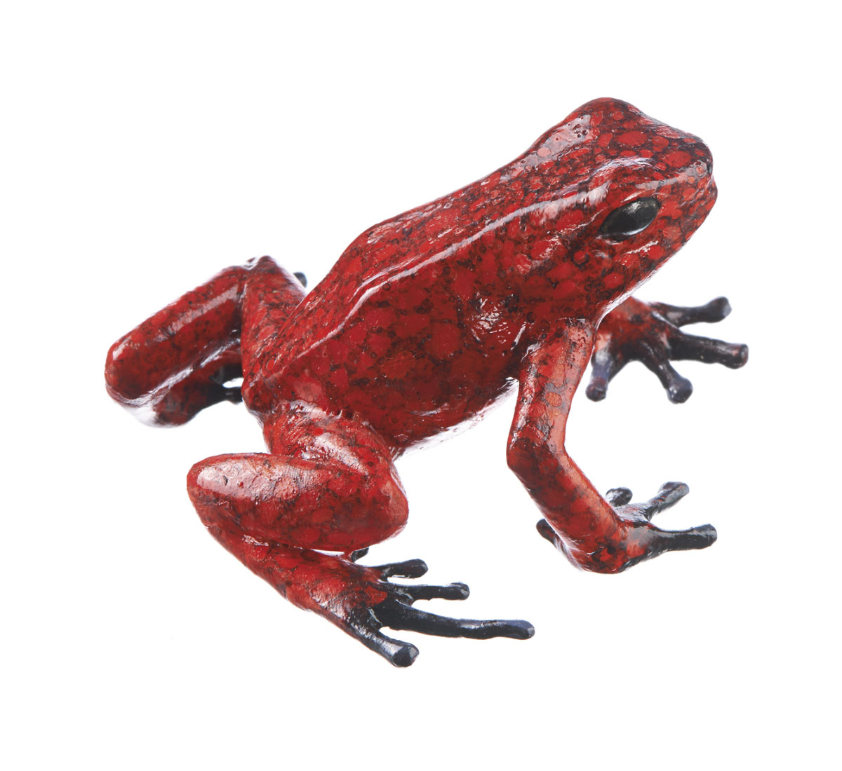 Harlequin Poison Frog "Pangaia" Red With Black Spots, Female - Adam,Rouilly