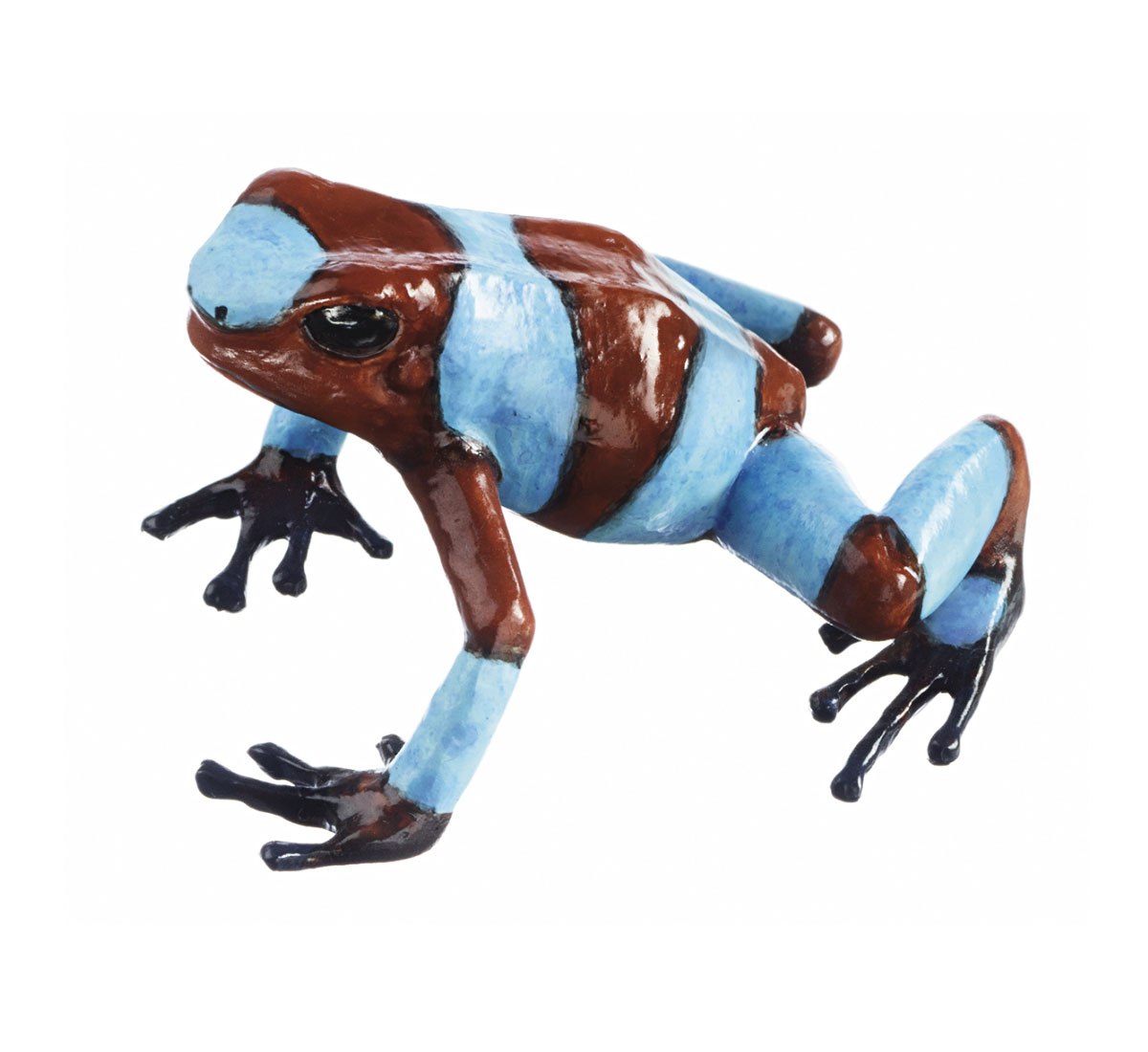 Harlequin Poison Frog "Risaralda Blue", Female - Adam,Rouilly