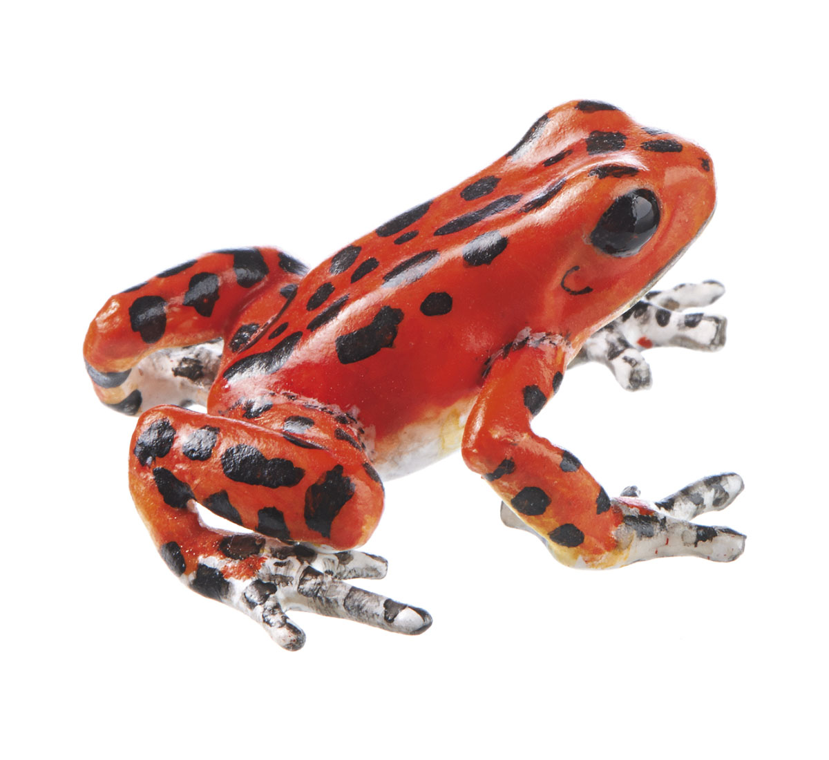 Strawberry Poison Dart Frog "Bastimentos West" Red With Brown Spots ...