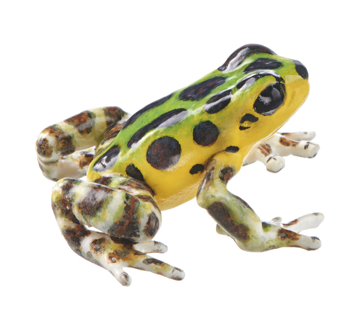Strawberry Poison Dart Frog "Colón" Green/Yellow With Brown/Black Dots ...