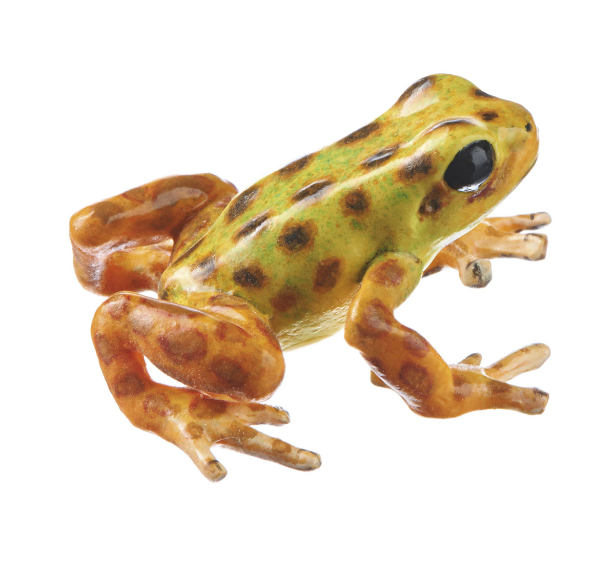 Strawberry Poison Dart Frog "Colón" Greenish/Yellow With Brown/Black ...