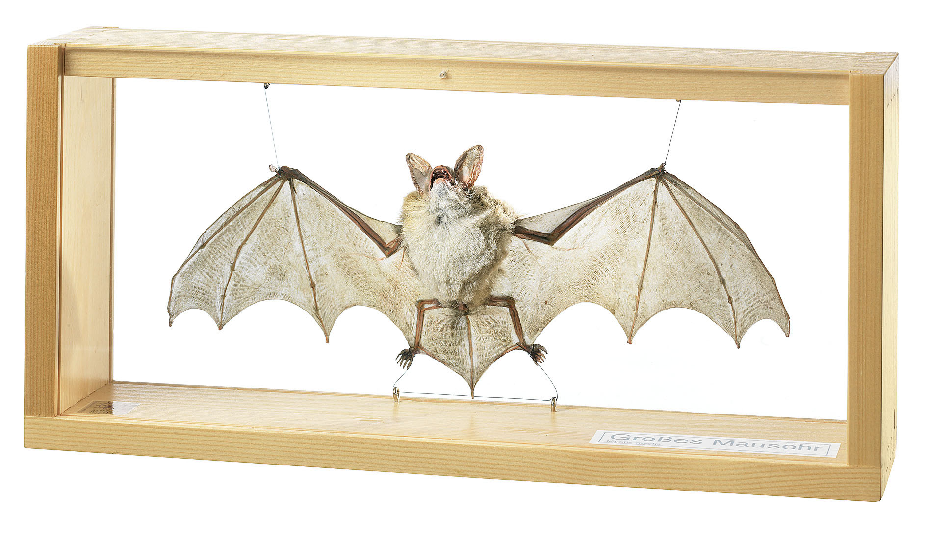 Greater Mouse-Eared Bat, Male | Adam,Rouilly