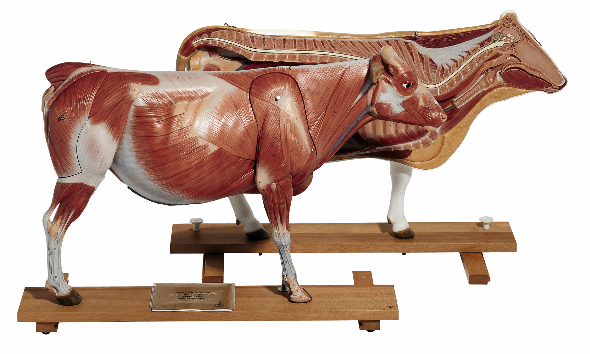 Veterinary Models | Adam,Rouilly