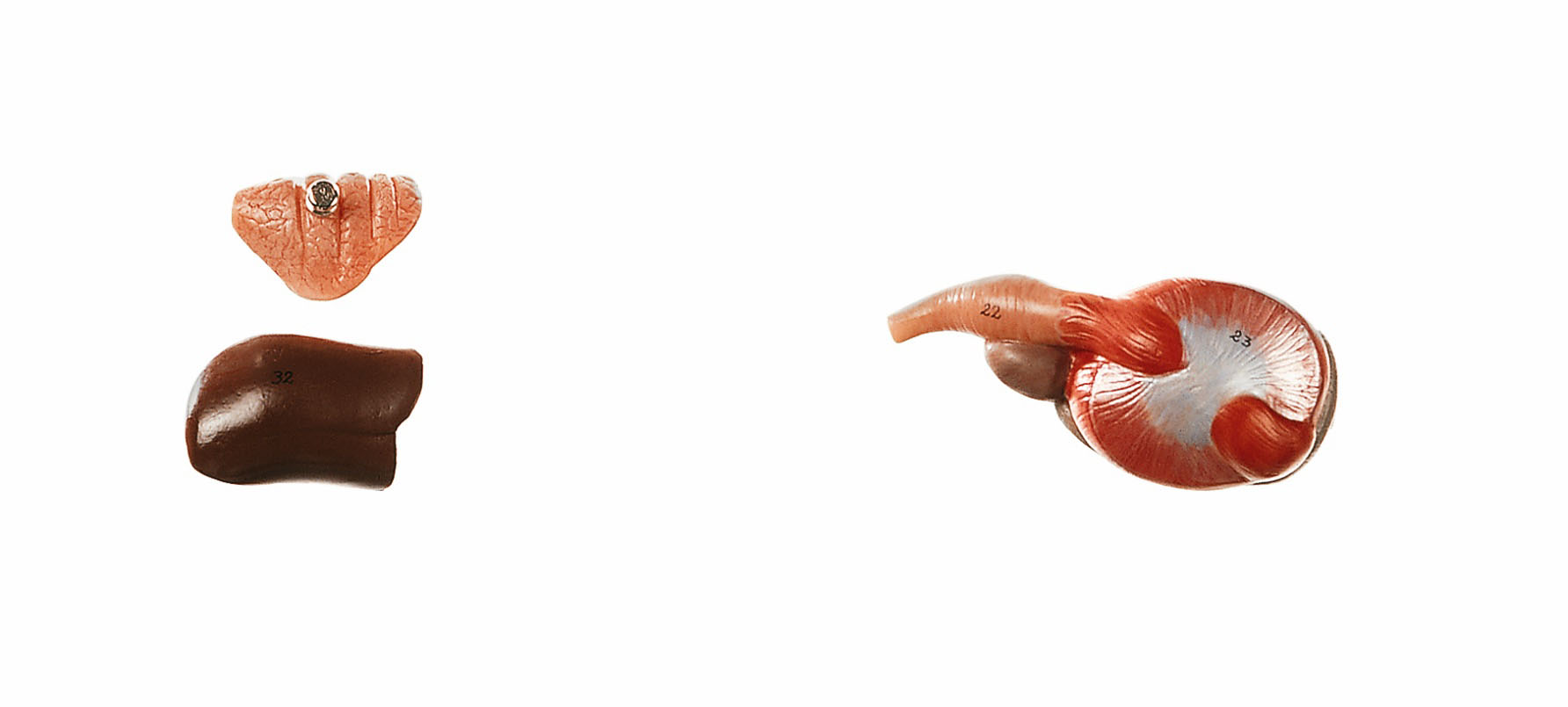 Domestic Hen - Adam,Rouilly