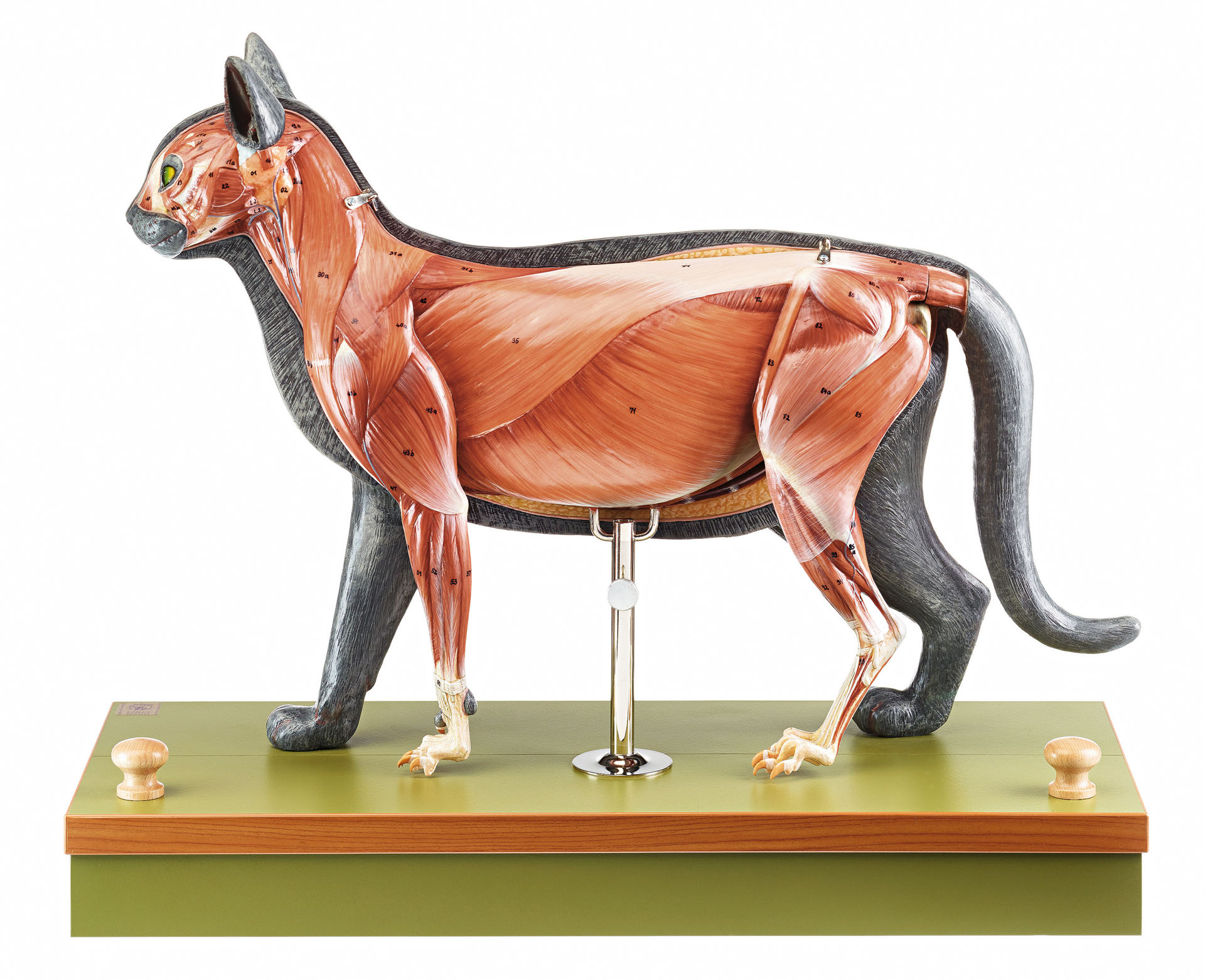 Domestic Cat Model - Adam,Rouilly