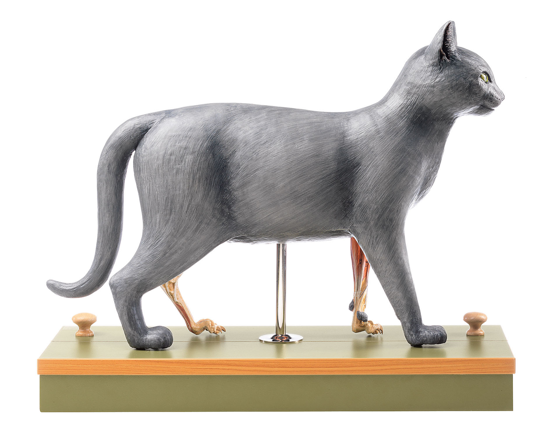 Domestic Cat Model - Adam,Rouilly