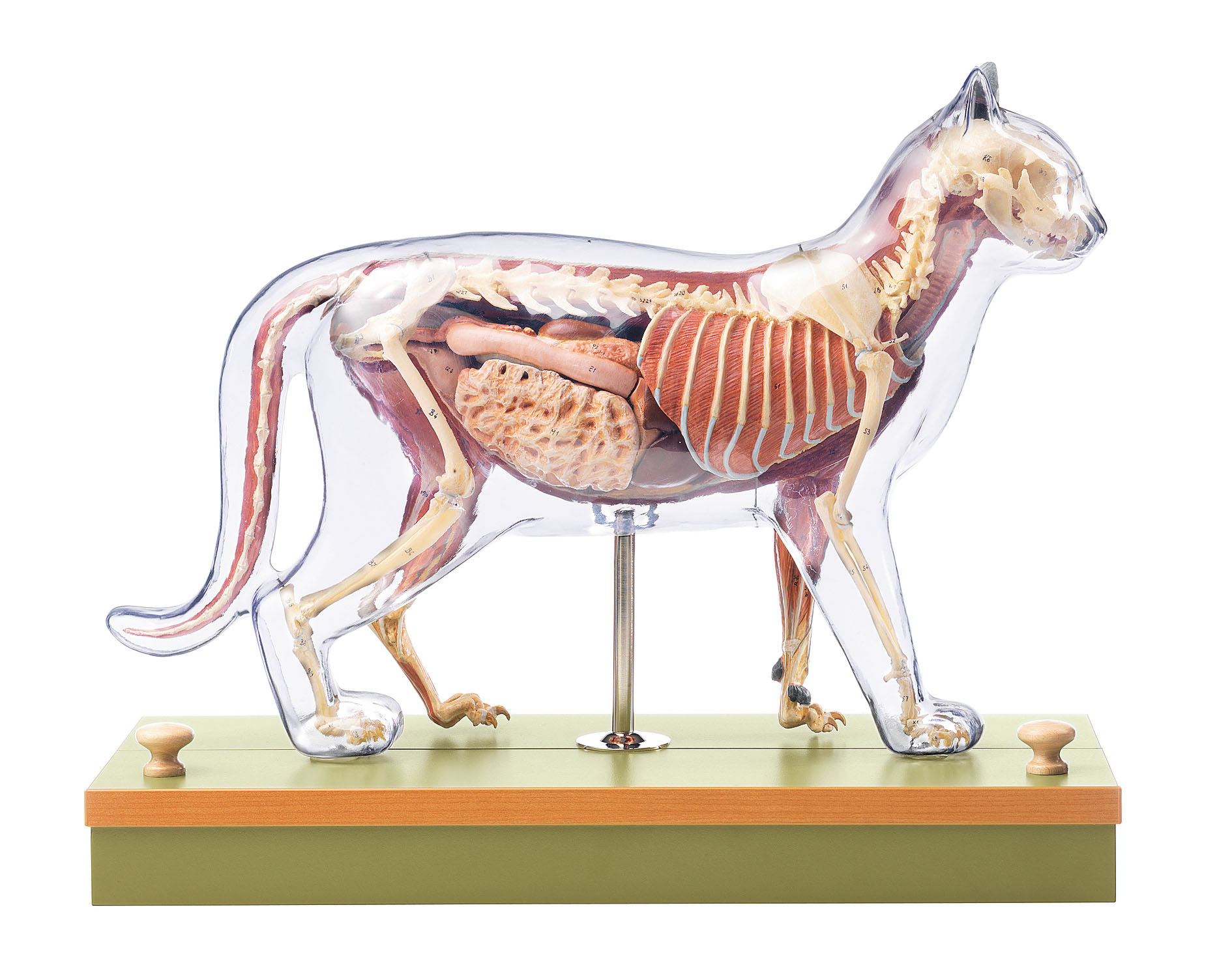 Domestic Cat Model - Adam,Rouilly