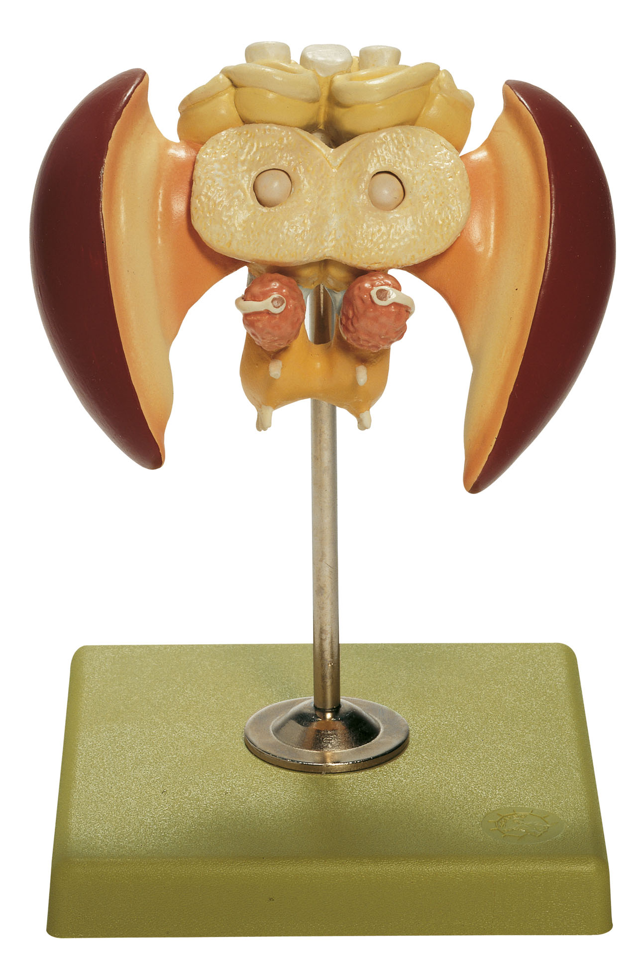 Model of the Brain of a Honey Bee - Adam,Rouilly