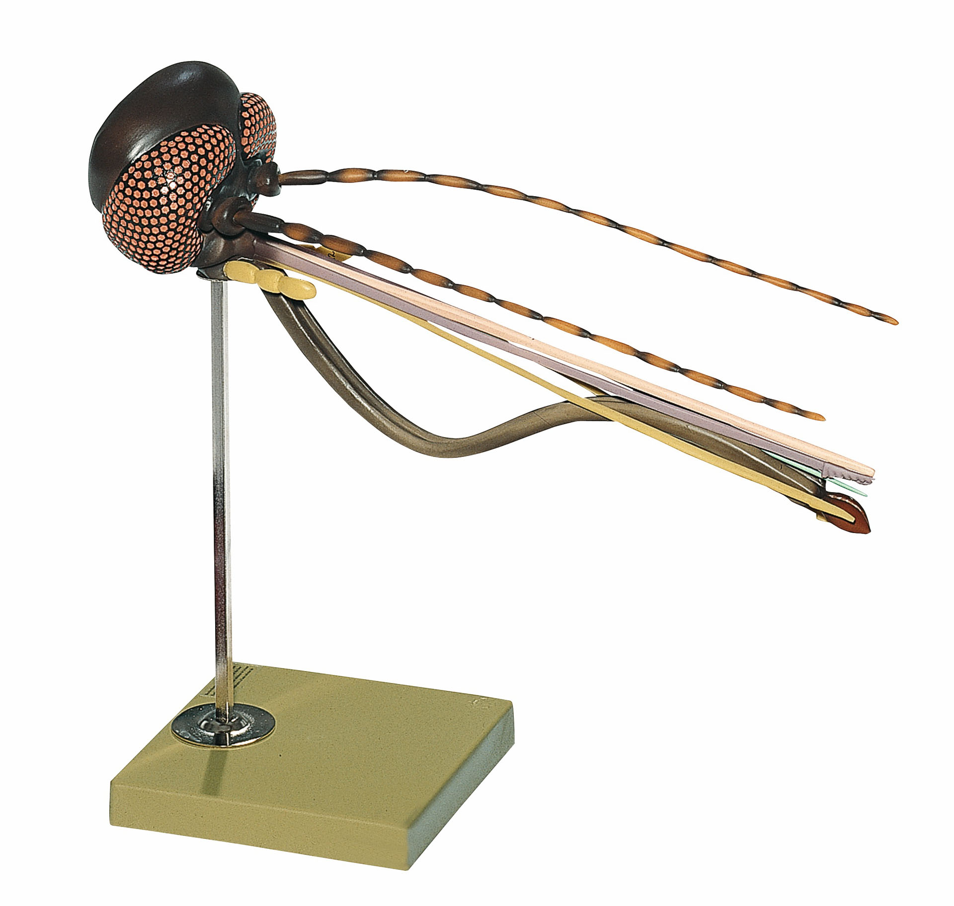 Head of a Mosquito - Adam,Rouilly