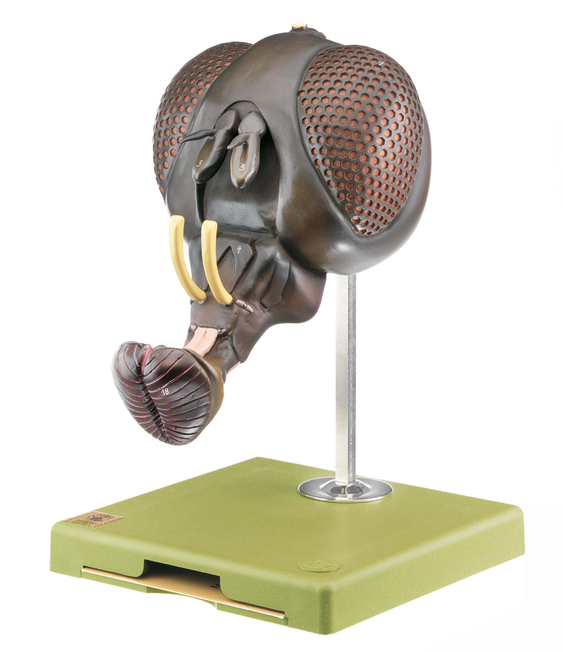 Head of a Fly - Adam,Rouilly