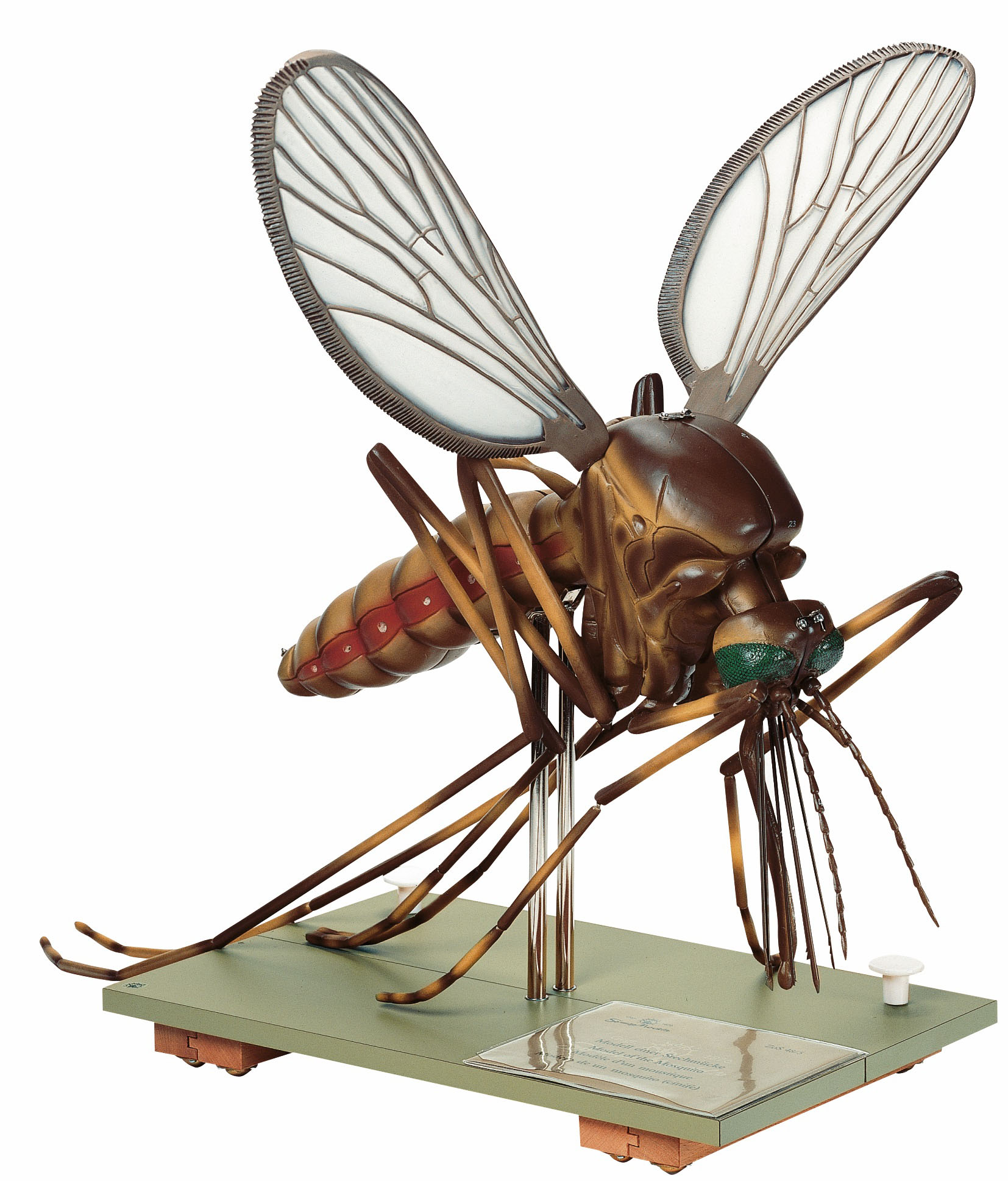 Model of a Mosquito | Adam,Rouilly