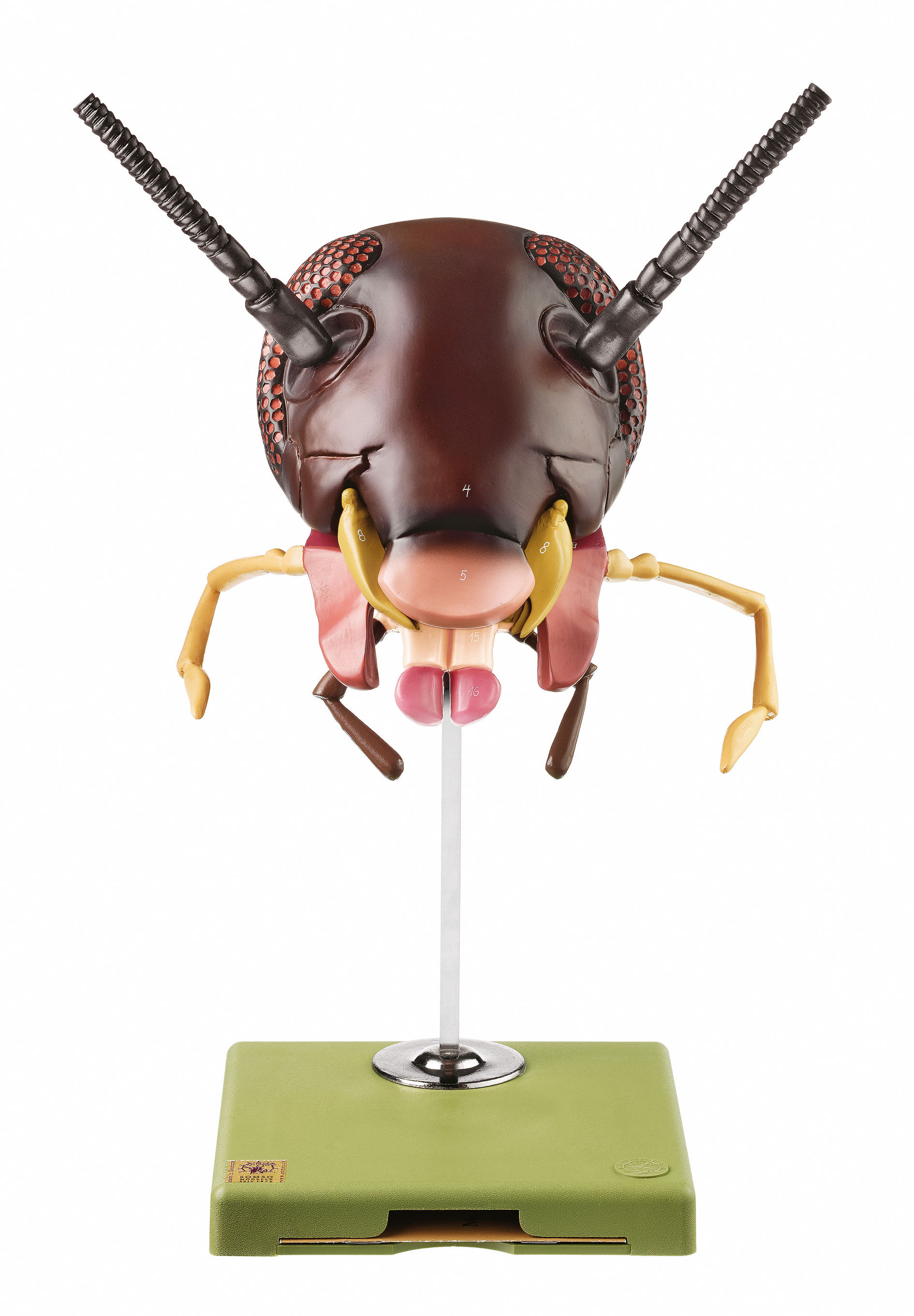 Model Of The Head Of a Cockroach | Adam,Rouilly