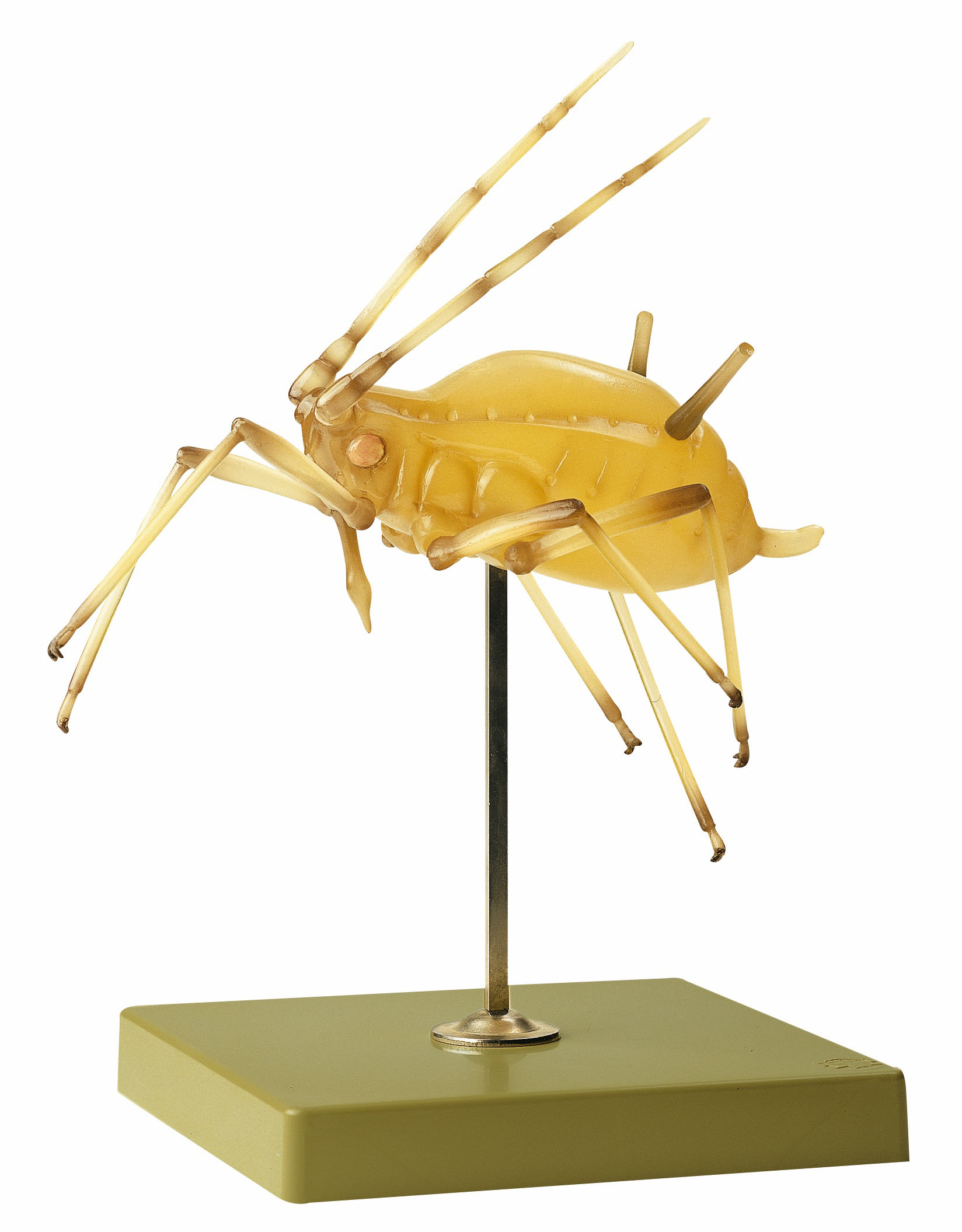 Aphid - Adam,Rouilly