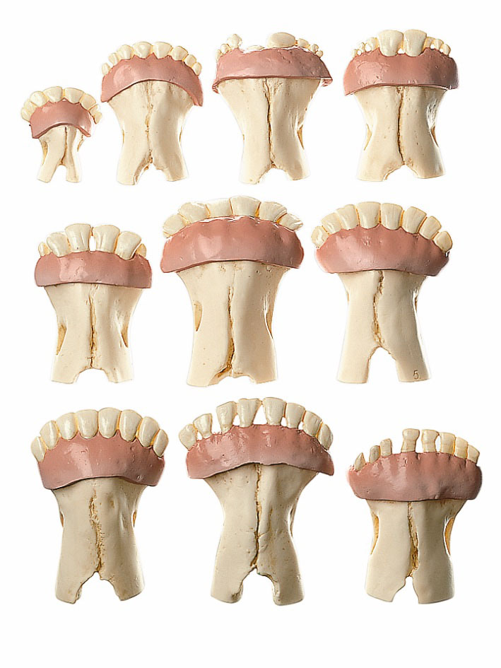 Models of Sets of Cow's Teeth - Adam,Rouilly