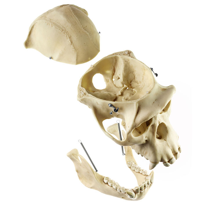 Chimpanzee Skull - Adam,Rouilly