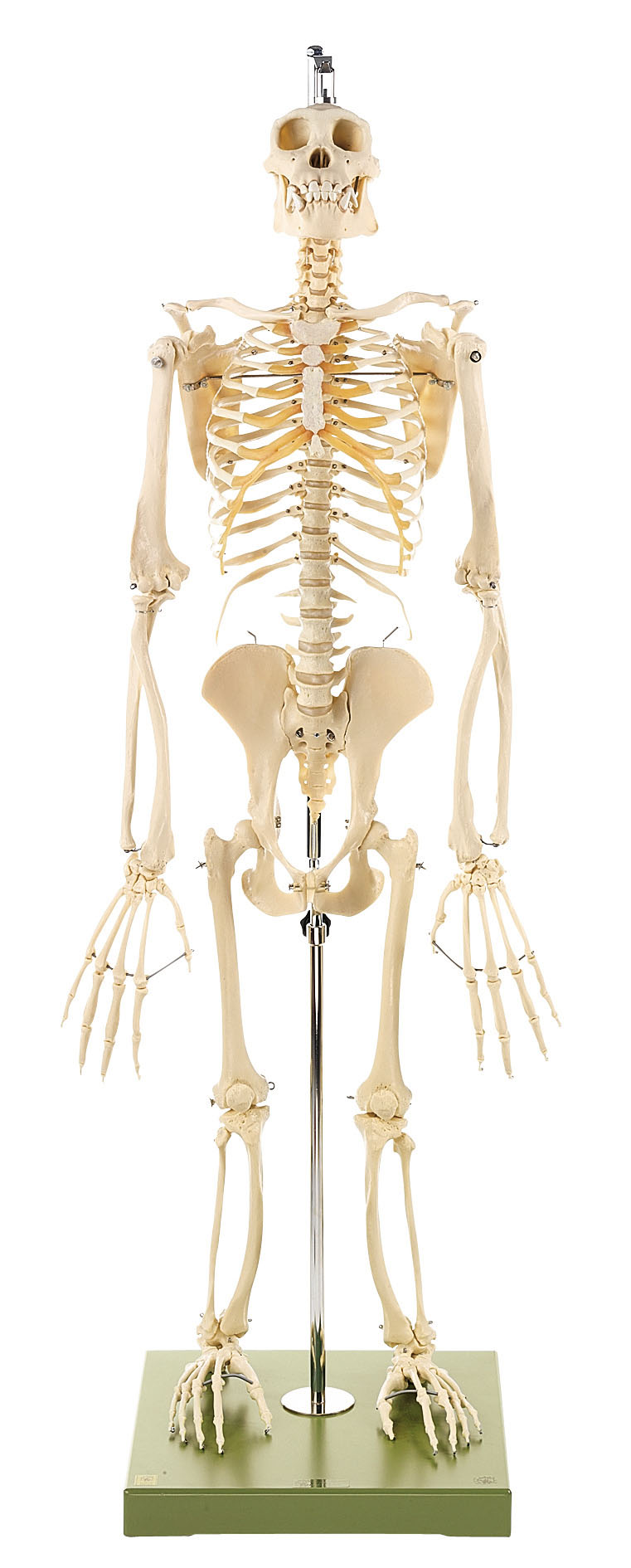 Skeleton of a Chimpanzee - Adam,Rouilly