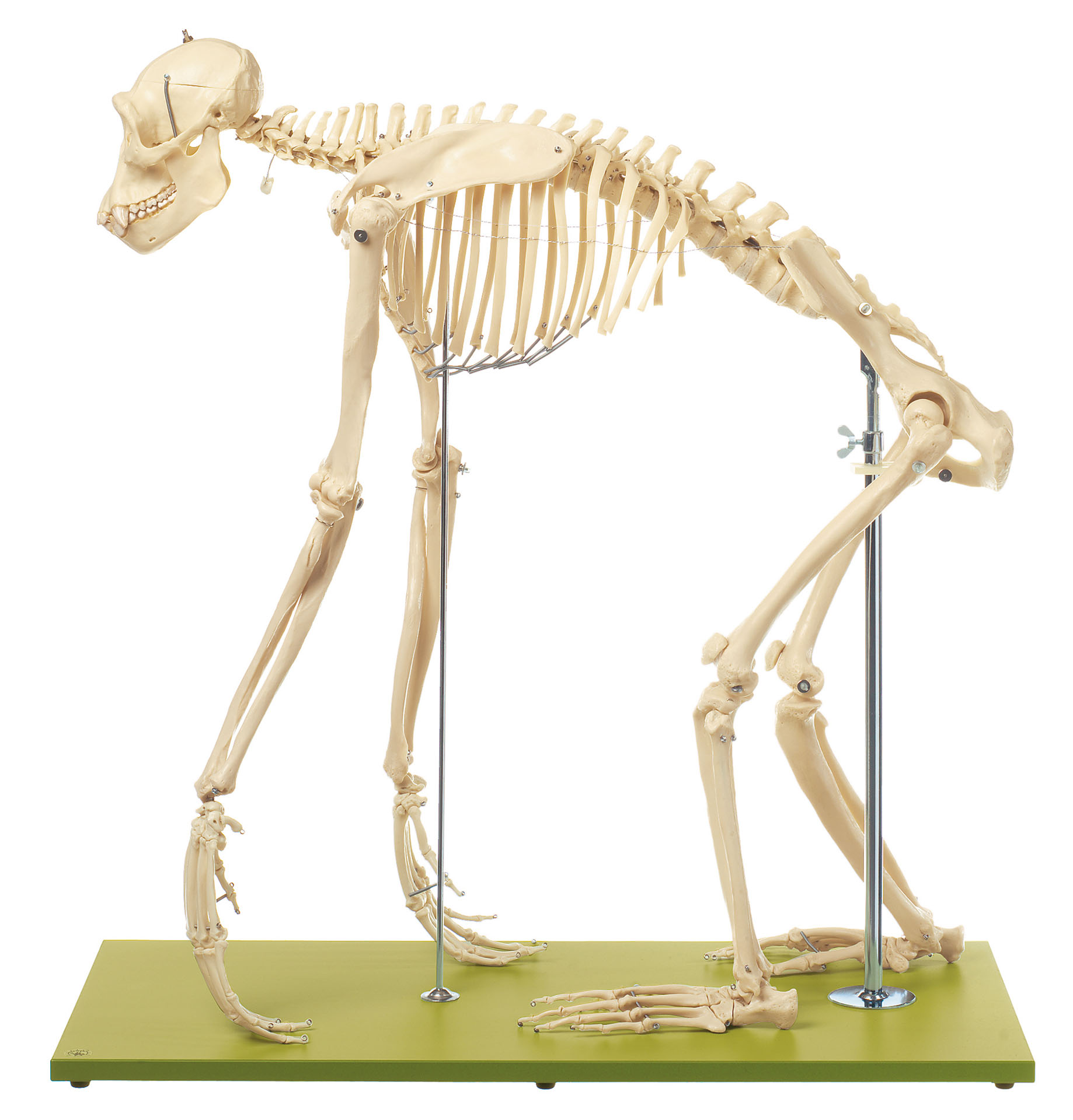 Skeleton of a Chimpanzee - Adam,Rouilly