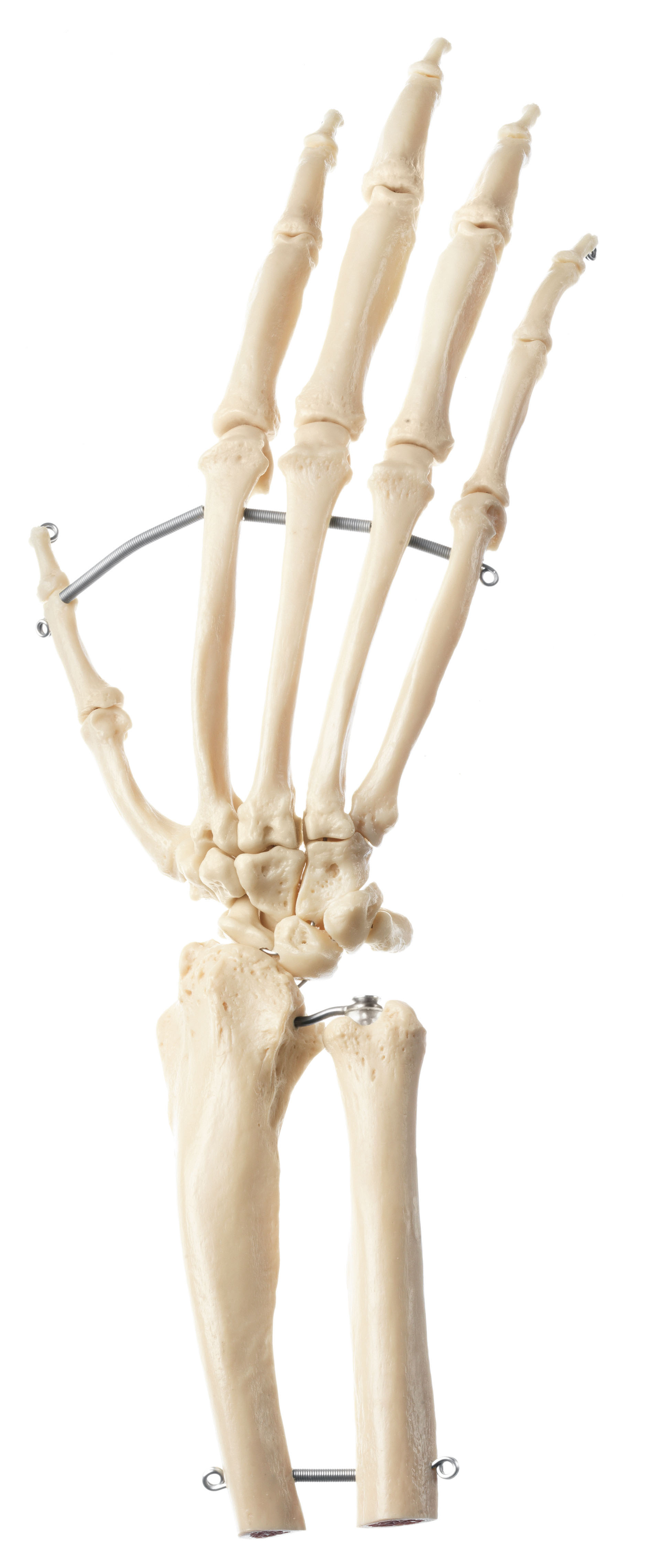 Hand Skeleton Of a Chimpanzee | Adam,Rouilly