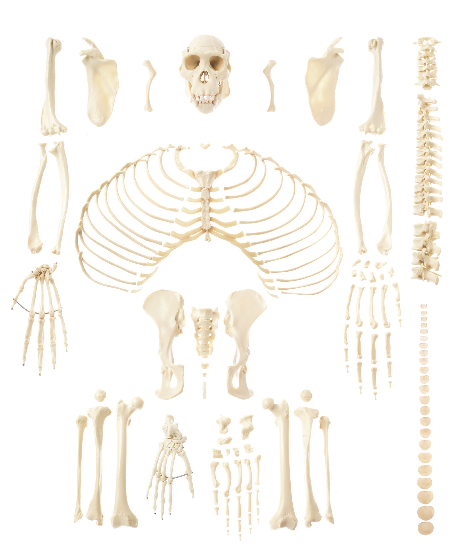 Unmounted Skeleton of a Chimpanzee - Adam,Rouilly