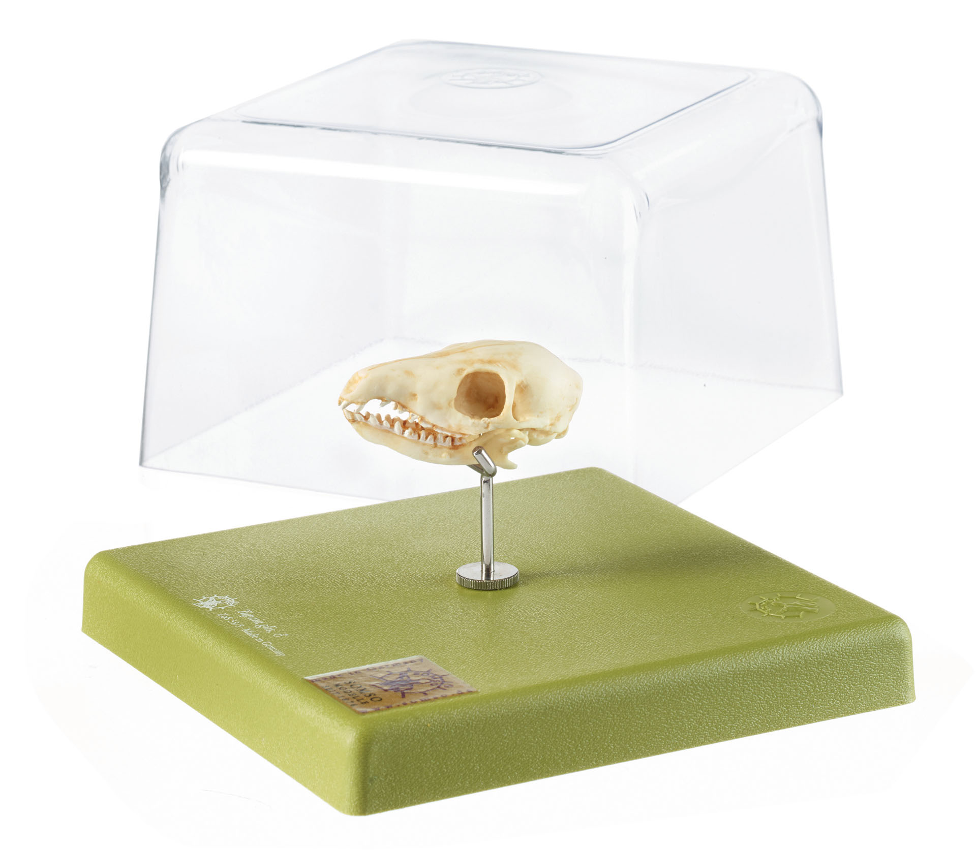 Tupaia-Skull, Male | Adam,Rouilly