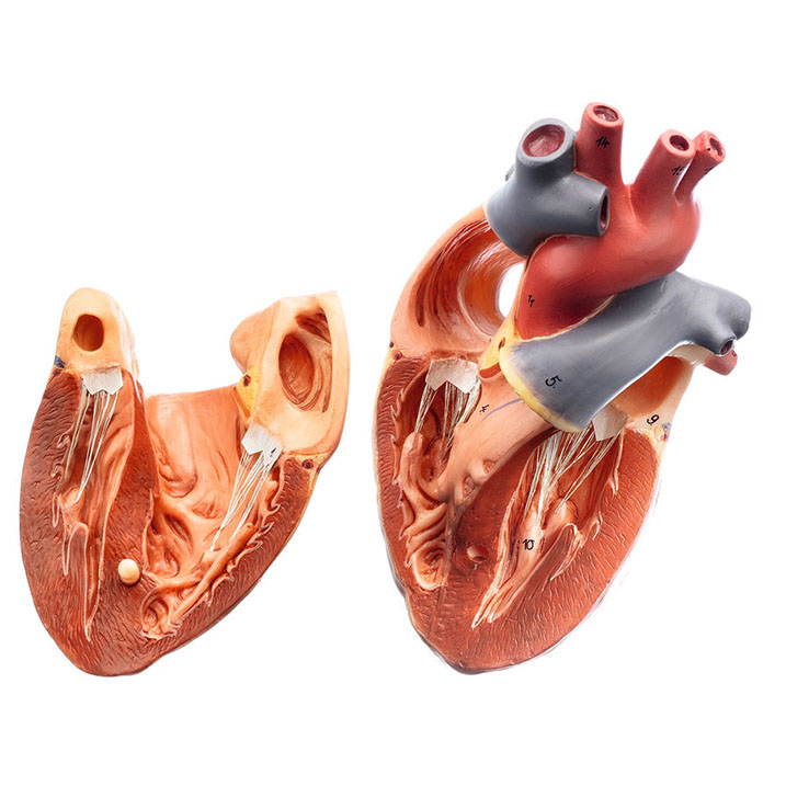 Models of Vertebrate Hearts - Adam,Rouilly