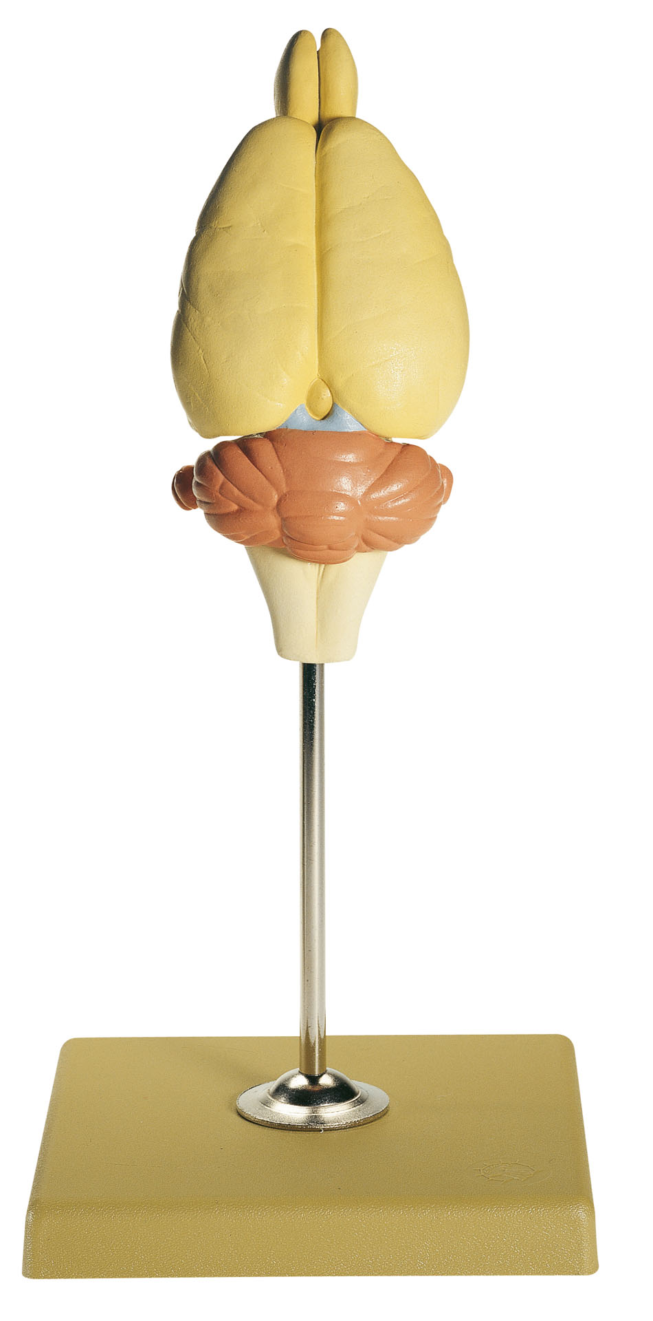 Model of Rat Brain - Adam,Rouilly