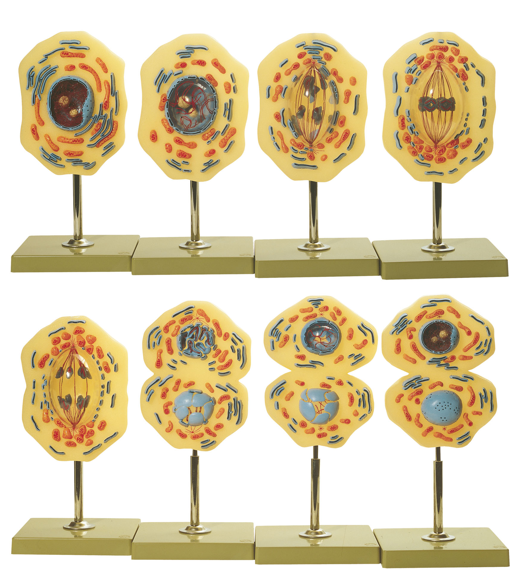 Mitosis | Adam,Rouilly