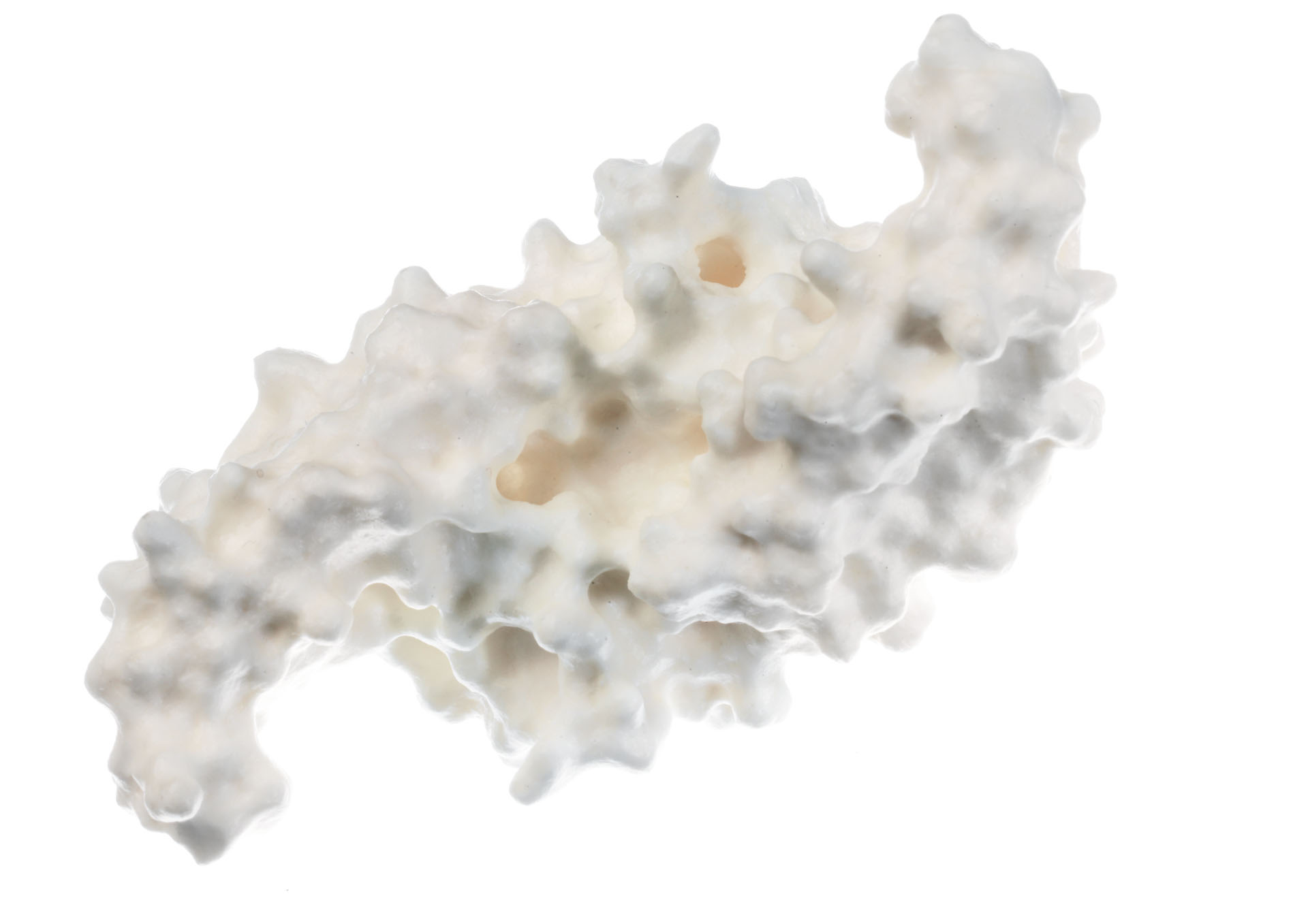 Protein Model (Human Bone Morphogenetic Protein BMP-2) - Adam,Rouilly