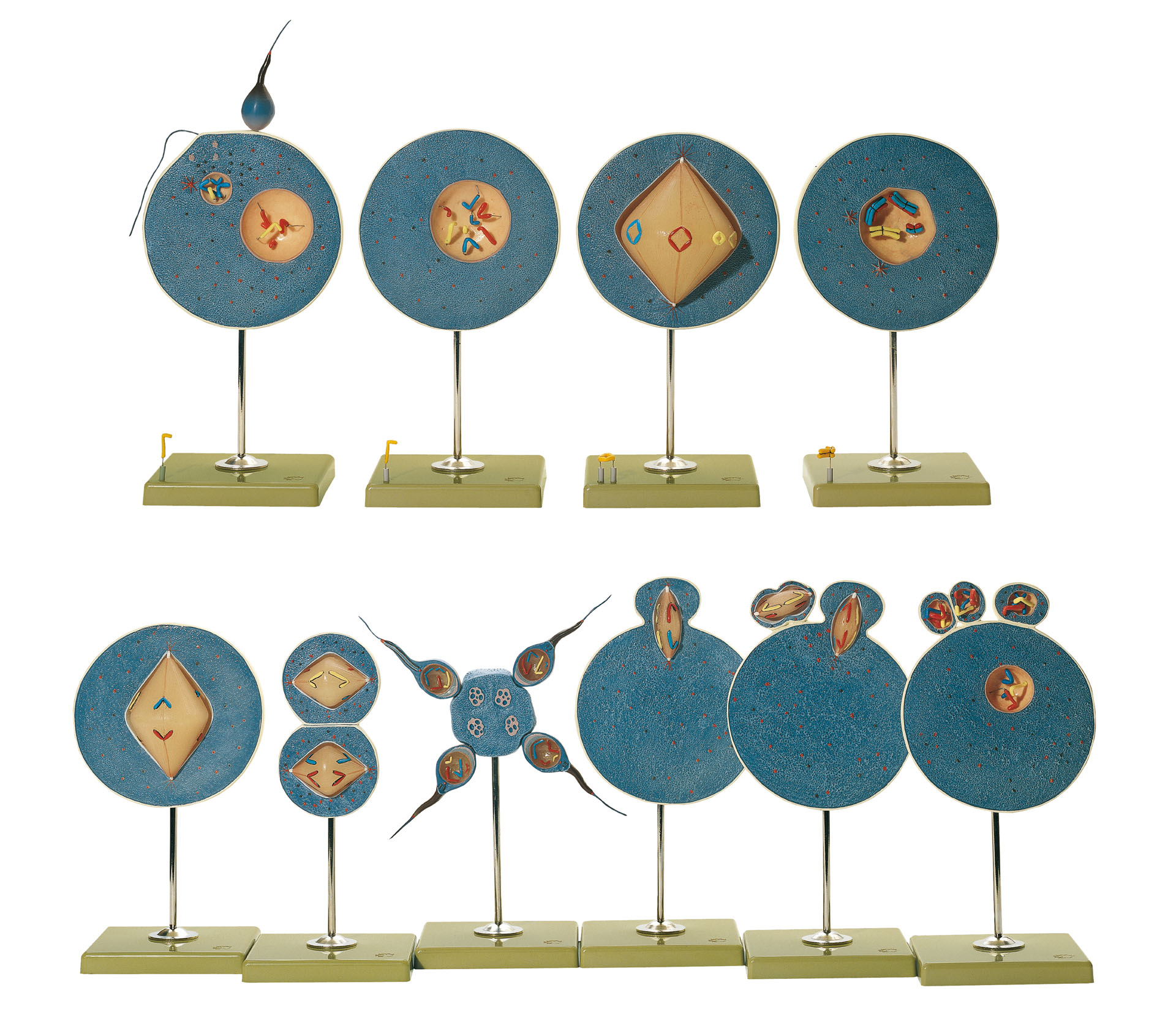 Meiosis - Adam,Rouilly