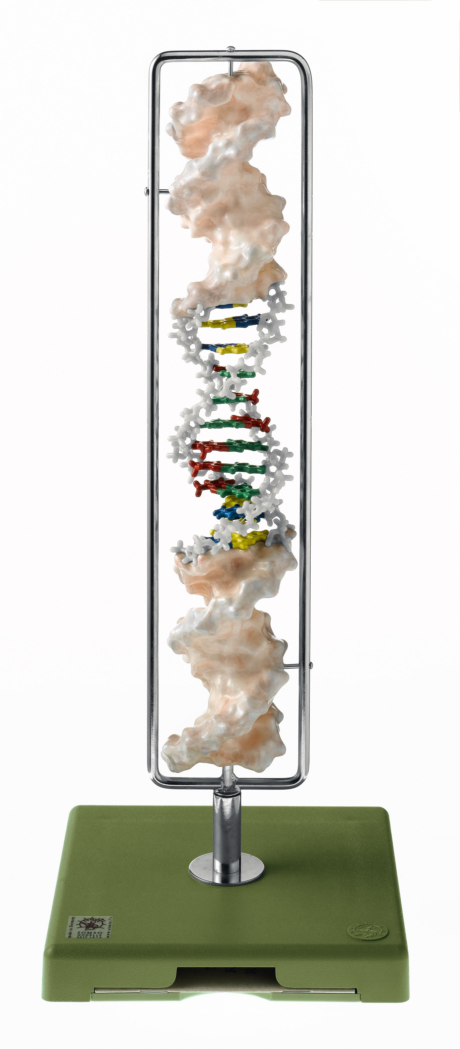 DNA Double Helix (Type B-DNA) | Adam,Rouilly