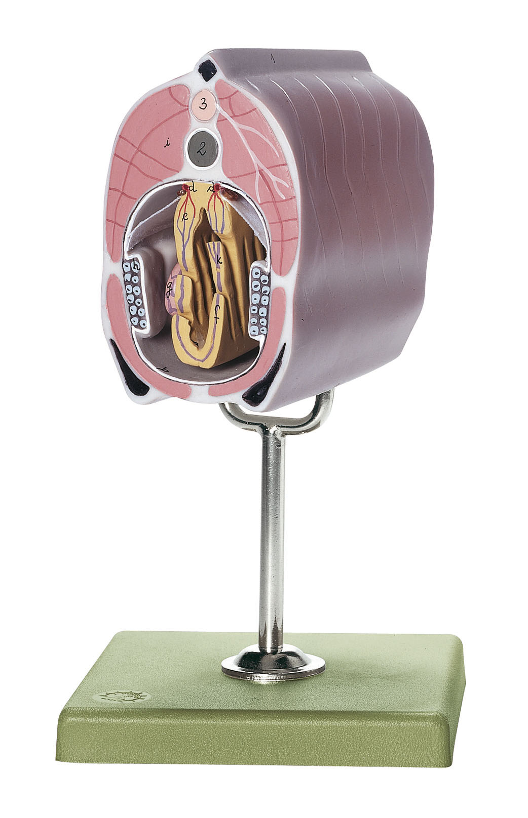 Lancelet Cross Section Through the Branchia and Middle Intestine ...