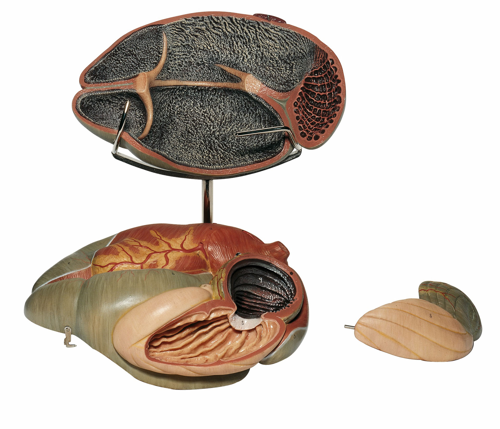 Ruminant Stomach of the Cow - Adam,Rouilly