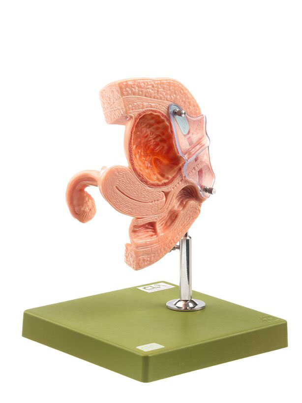 Female Catheterisation Model - Adam,Rouilly