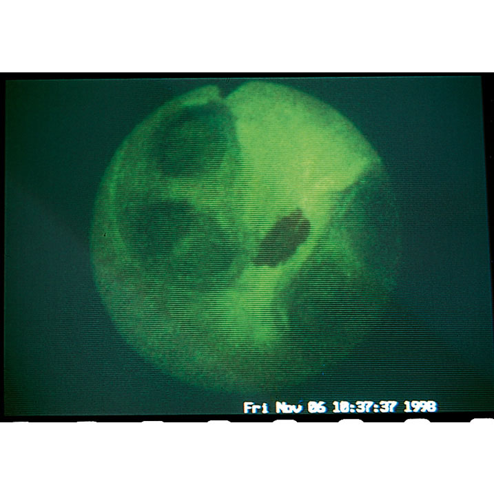 Scopin II (Broncho Boy) Trainer - Adam,Rouilly