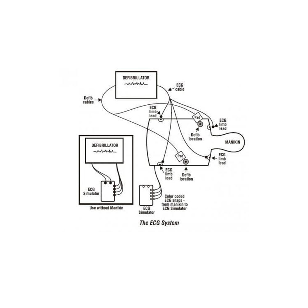 Adult ALS Torso Trainer - Adam,Rouilly