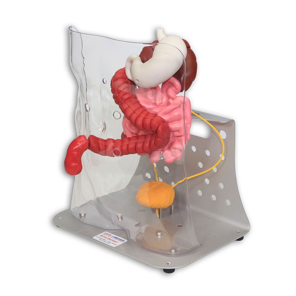 Otto Ostomy Model - Advanced | Adam,Rouilly