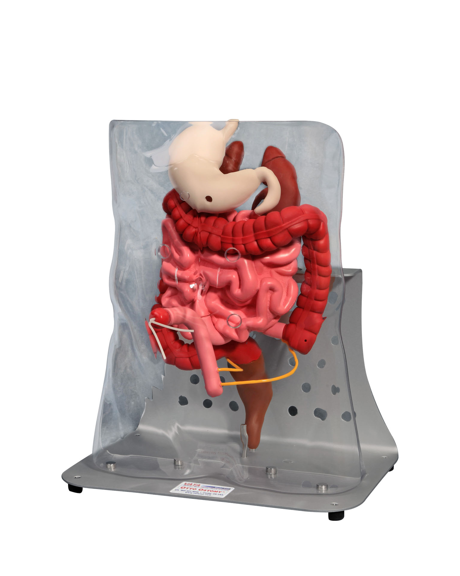 Otto Ostomy Model - Advanced | Adam,Rouilly