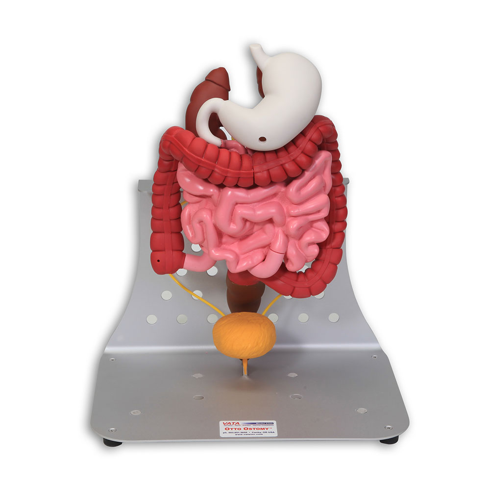 Otto Ostomy Model - Advanced | Adam,Rouilly